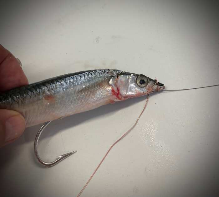 How to Quickly Rig a Ballyhoo Bait for Mahi Mahi - HubPages