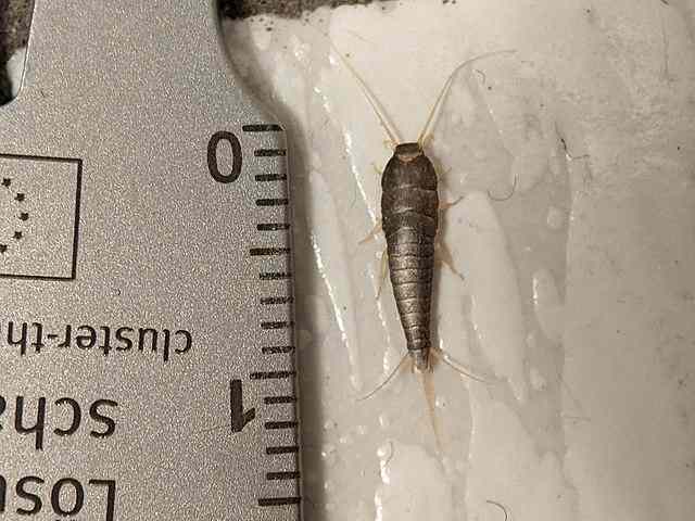 How to Get Rid of Ants, Bedbugs, Fleas, and Silverfish in Your Home ...