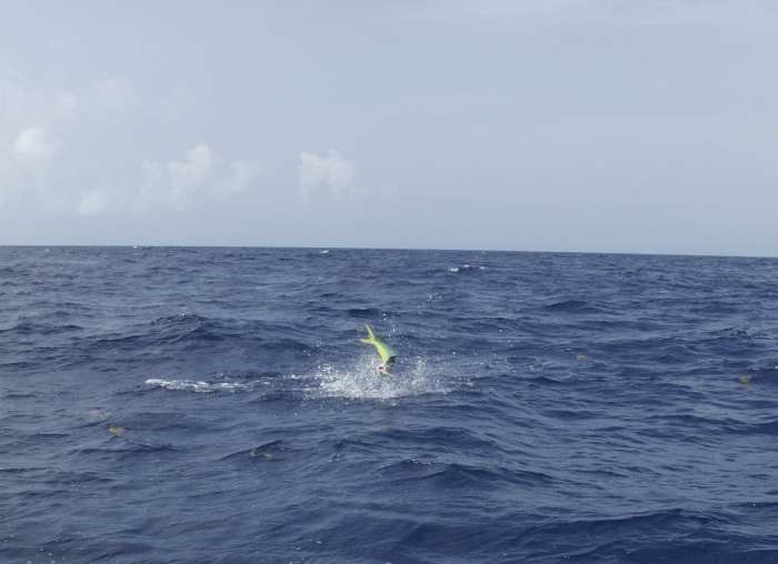 Simple Mahi Mahi Fishing Tips - HubPages