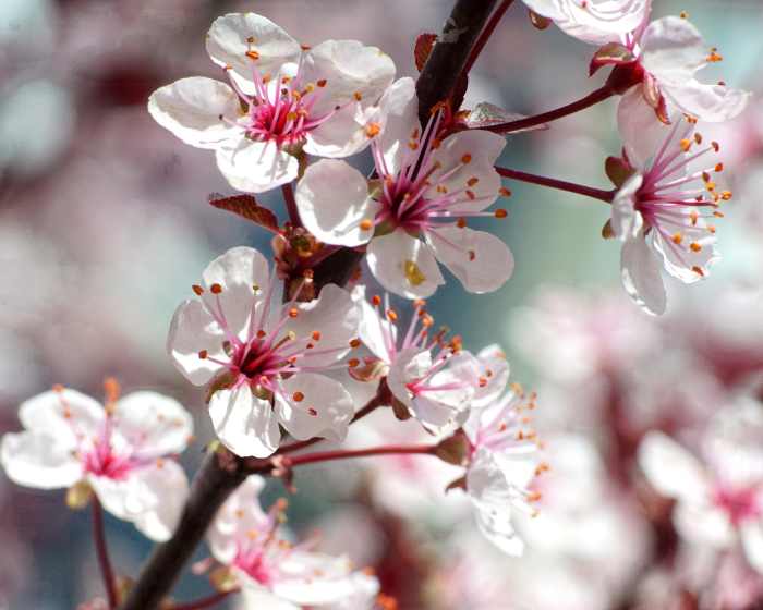 9 Amazing Spring-Flowering Trees - HubPages
