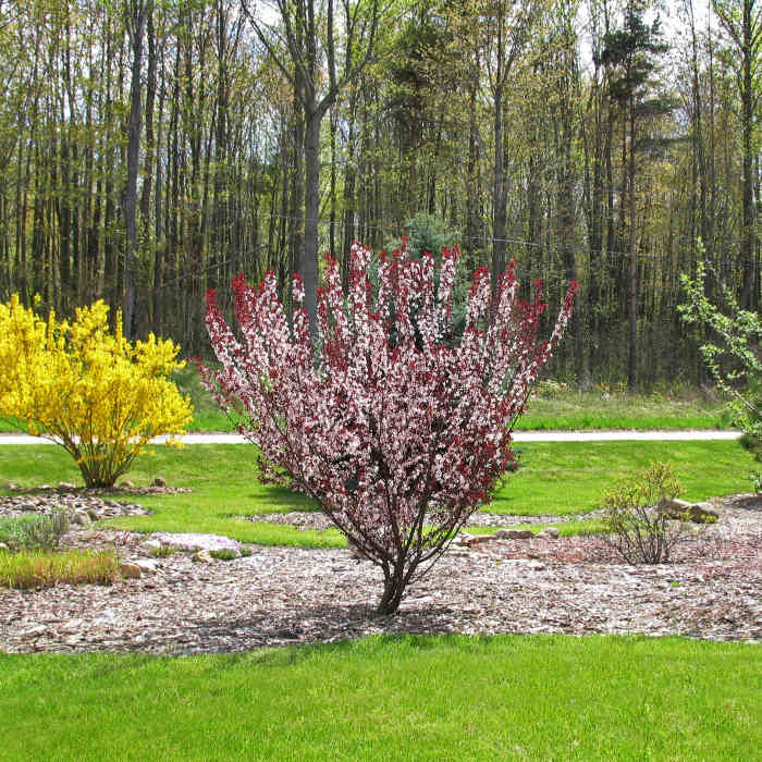 9 Amazing Spring-Flowering Trees - HubPages