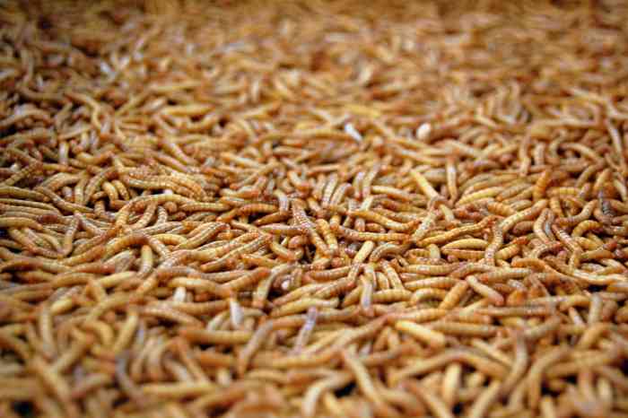 What Are Maggots and How to Get Rid of Them - Dengarden