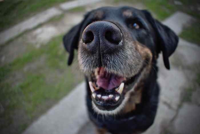 Why Are My Dog’s Teeth Chattering? - HubPages