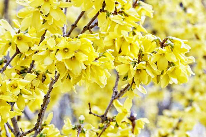 8 Popular Spring Flowering Shrubs - HubPages