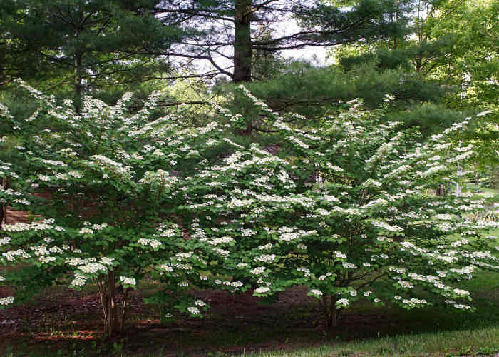 8 Popular Spring Flowering Shrubs - HubPages