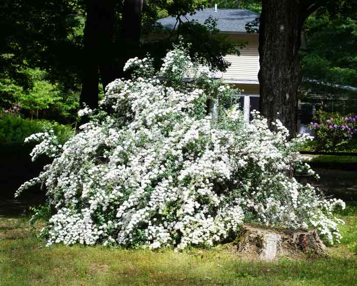8 Popular Spring Flowering Shrubs - HubPages