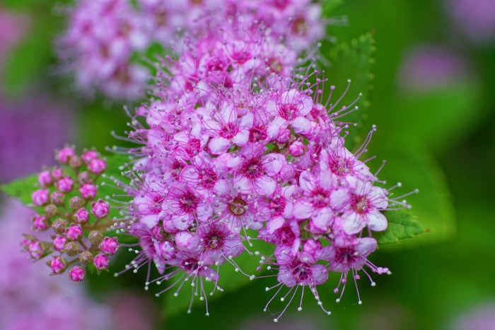 8 Popular Spring Flowering Shrubs - HubPages