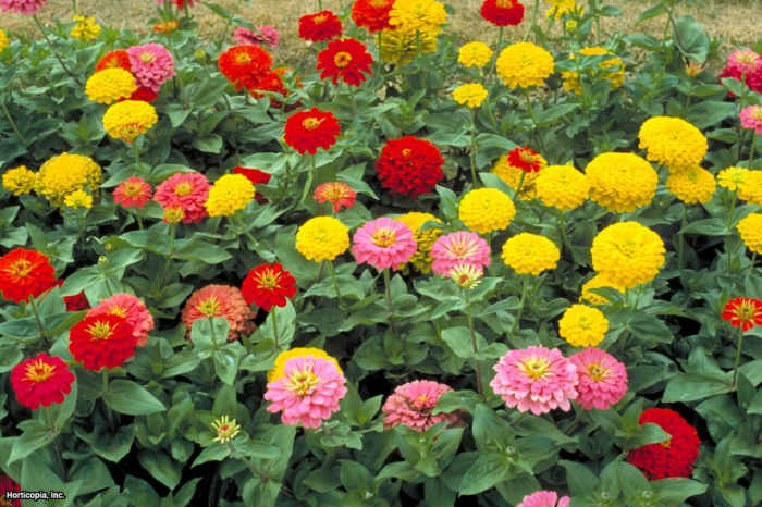 3 Fast-Growing Flower Choices for Impatient Gardeners - HubPages