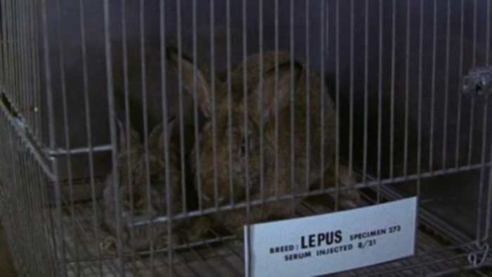 Night of the Lepus (1972) Movie Review - HubPages
