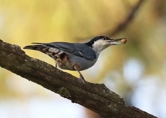 Endangered Birds Of Thailand - HubPages