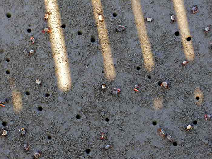 Catching Fiddler Crabs for Bait - HubPages