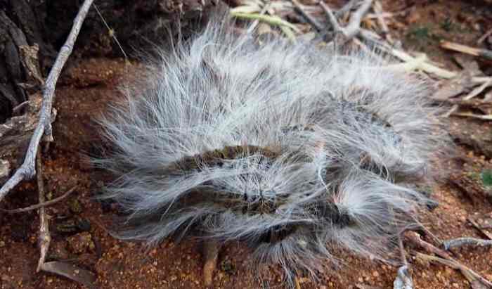 These Weird Caterpillars Will Make You Smile or Scream - HubPages
