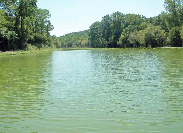 Original Poem: "Fog on the Pond" and Prose Commentary - HubPages