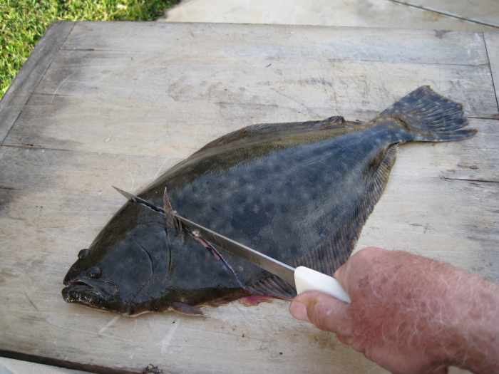 How to Clean and Filet a Flounder - HubPages
