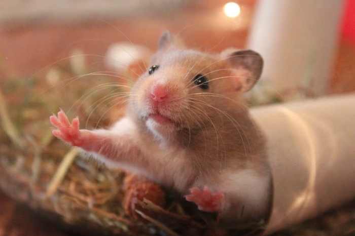 What to do when A Pet Leaves You - HubPages