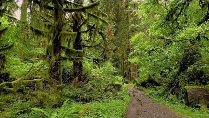 Explore Olympic National Park: A Comprehensive Guide - HubPages