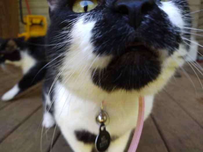 How to Bell Train Your Cat - HubPages