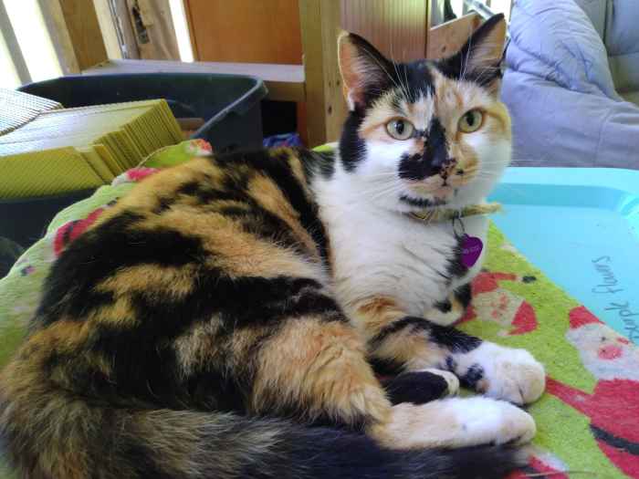 How to Bell Train Your Cat - HubPages