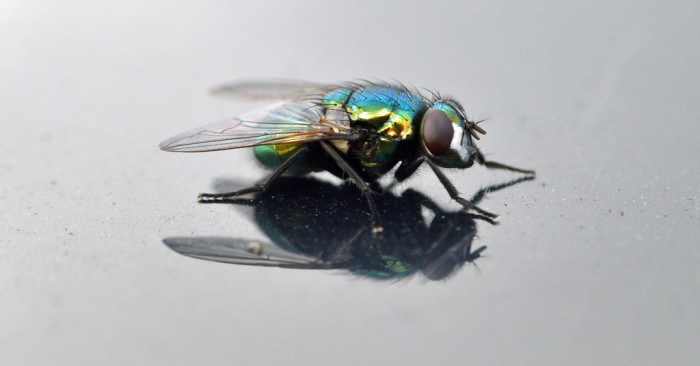 Flies in the Car: How to Get Them Out - HubPages