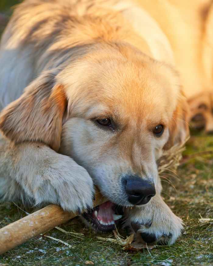 8 Natural Ways to Stop Your Dog From Drooling Too Much - HubPages