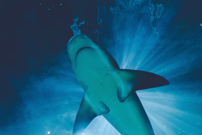 50 Songs About Sharks - HubPages