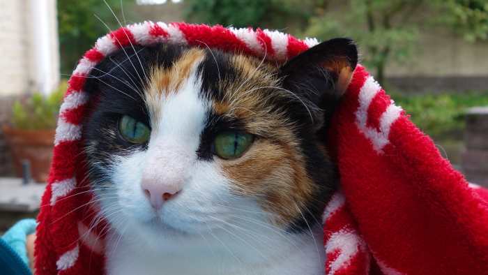 My Cat's Ears Are Hot: 6 Reasons for Concern - HubPages