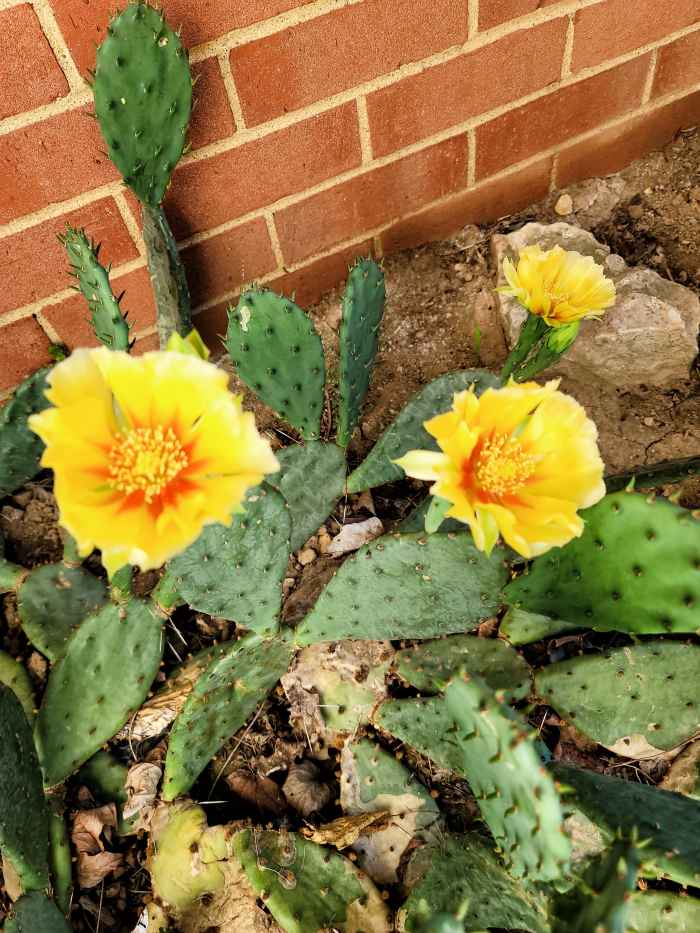 A Simple Guide To Growing Prickly Pear Cactus - HubPages
