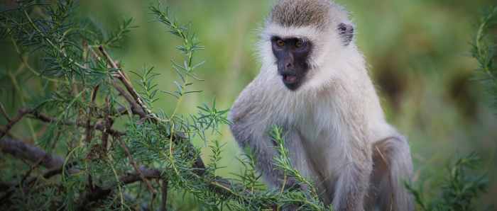 Characteristics of Monkeys - HubPages