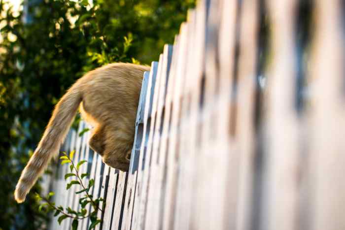 Why Do Cats' Tails Fall Off? - HubPages