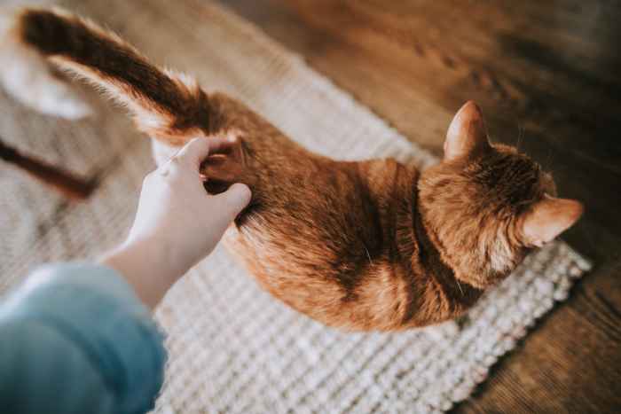 Why Do Cats' Tails Fall Off? - HubPages