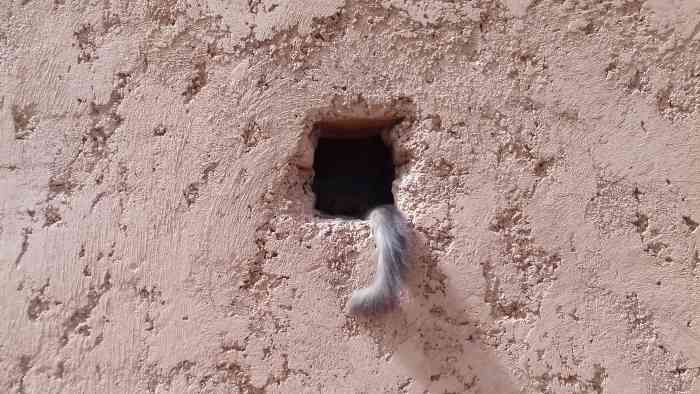 Why Do Cats' Tails Fall Off? - HubPages