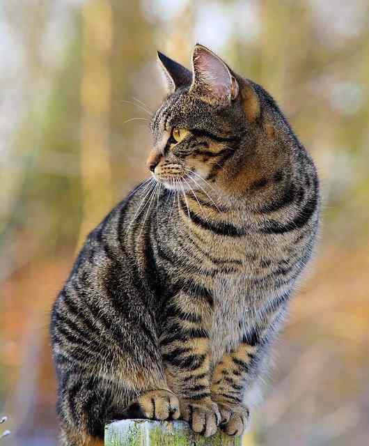 Most Popular Cat Breed-Tabby Cat - HubPages