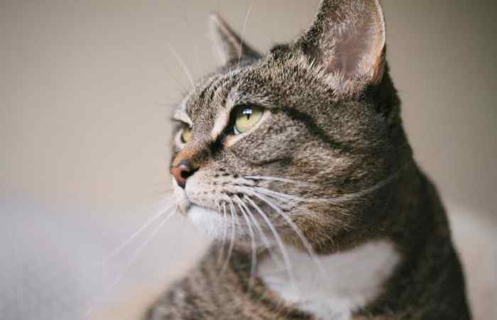 Most Popular Cat Breed-Tabby Cat - HubPages