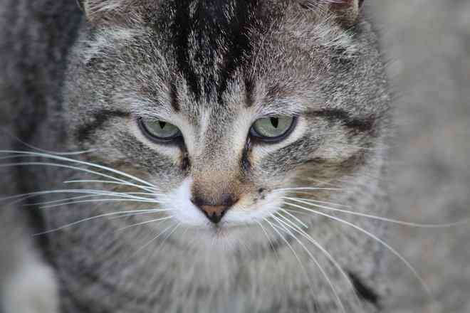 Most Popular Cat Breed-Tabby Cat - HubPages