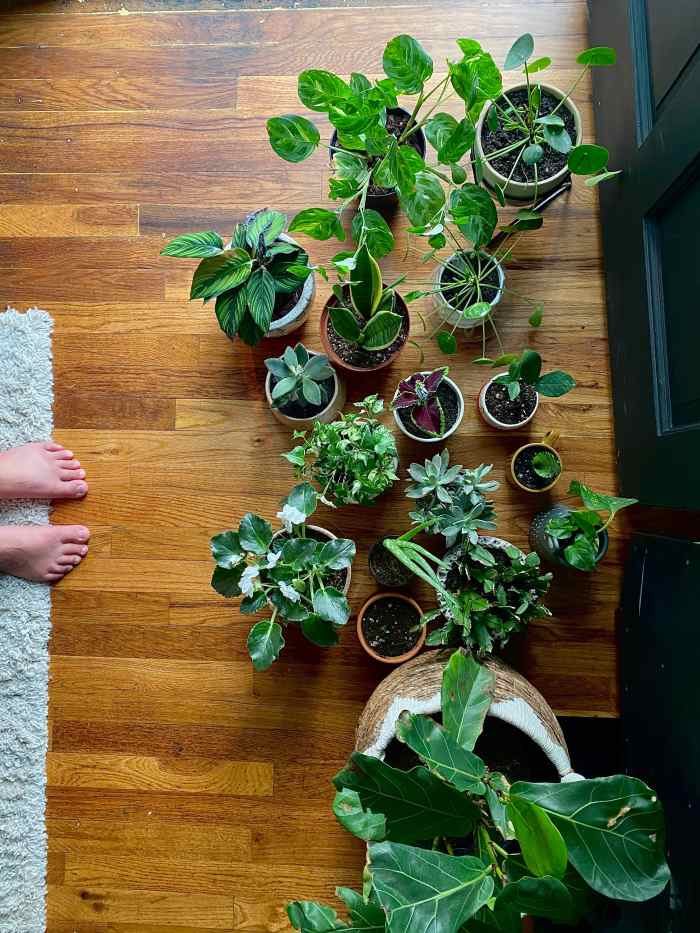 Houseplant Care: 5 Important Tips For Beginners - HubPages