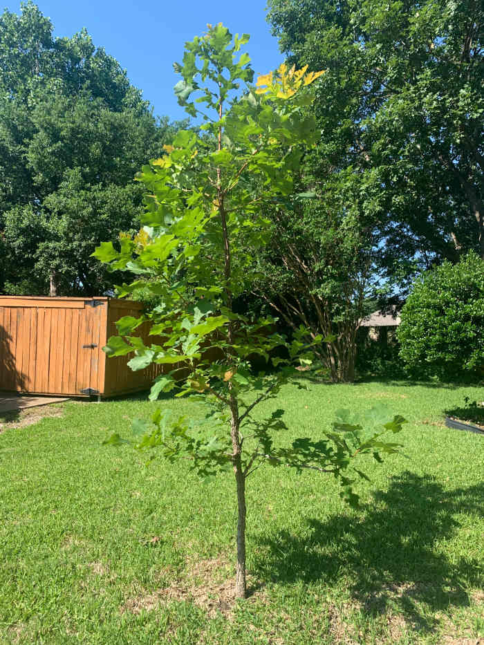 Seed Saving 101 - HubPages