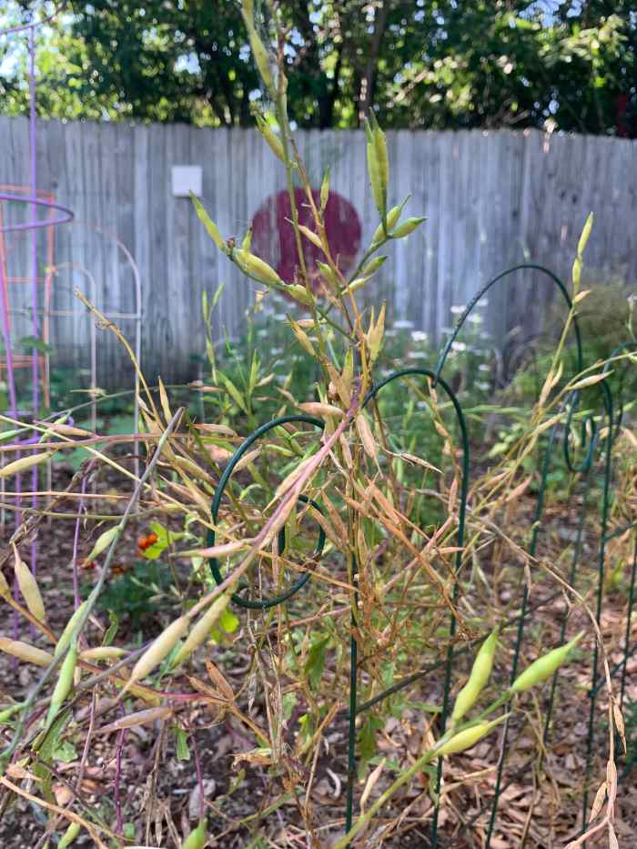 Seed Saving 101 - HubPages