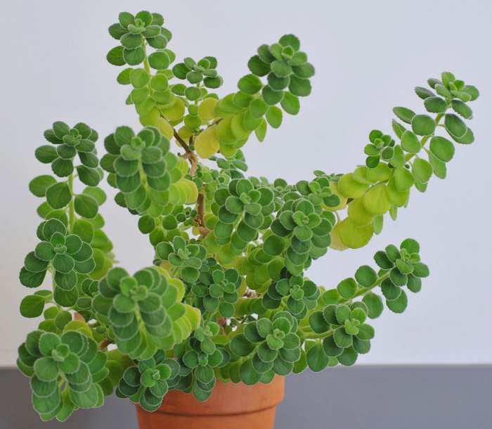 Panikoorka: A Natural Remedy for Colds, Fevers, and Common Ailments ...