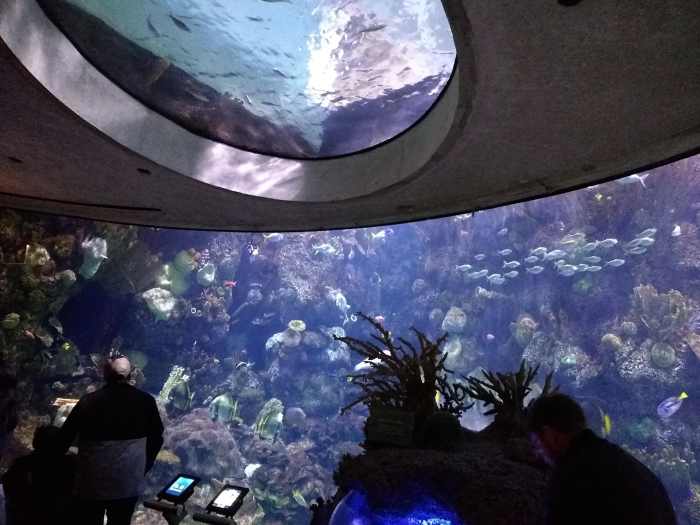 Discover the Wonders of the Sea at the Shedd Aquarium - HubPages