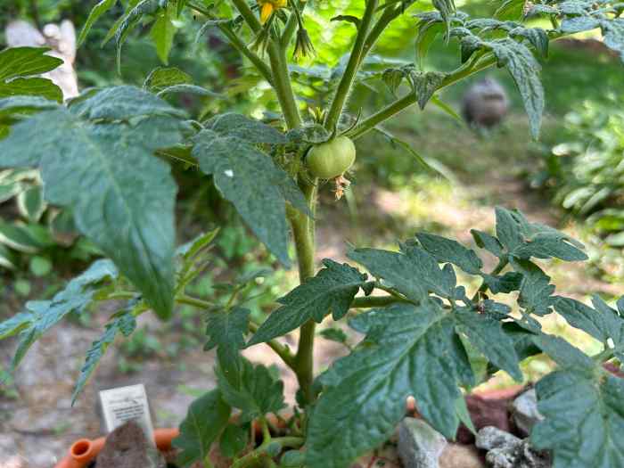 What Is the Garden Patch™ GrowBox™ and How Do I Use It? - HubPages