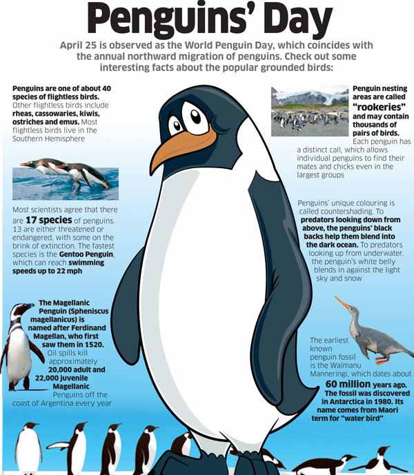 Making Penguin Protection a Priority - HubPages
