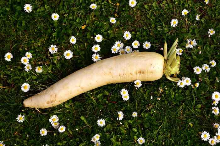 15+ Vegetable Names in Romanian With Pictures - HubPages