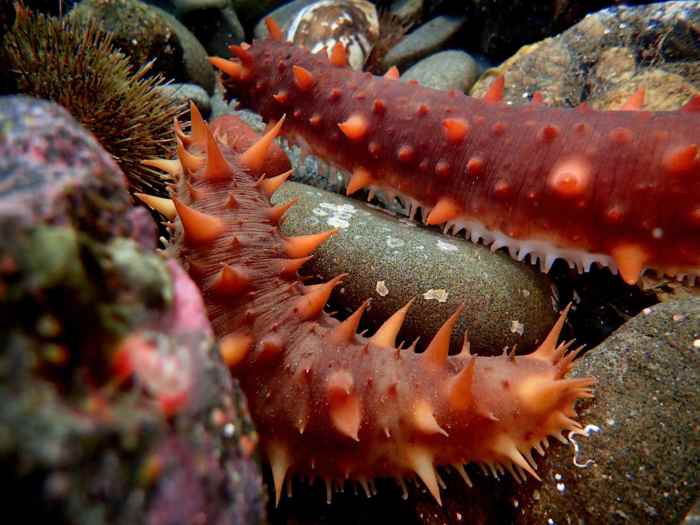 The Fascinating World of Spiny, Spiky Sea Creatures - HubPages