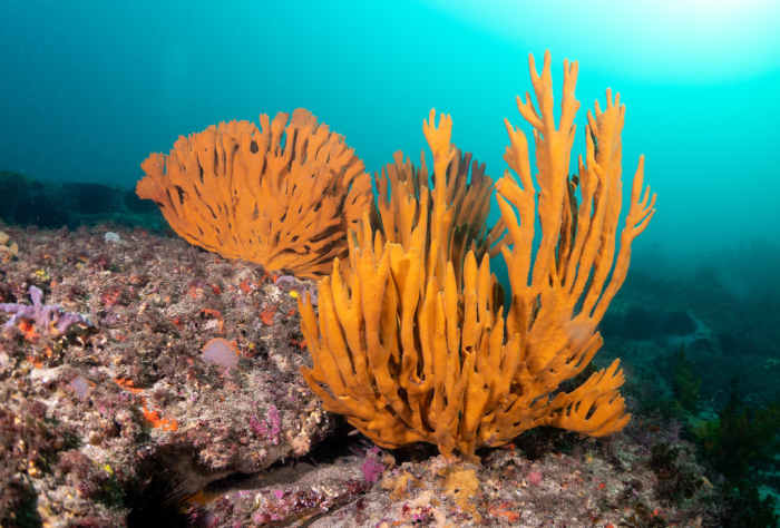 The Fascinating World of Spiny, Spiky Sea Creatures - HubPages