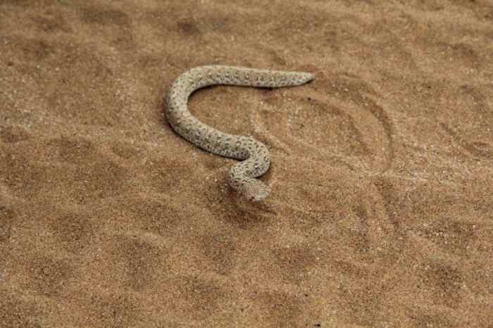 Exploring the Strange World of Sand-Loving Psammophiles - HubPages
