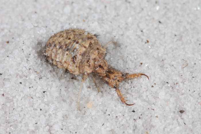 Exploring the Strange World of Sand-Loving Psammophiles - HubPages