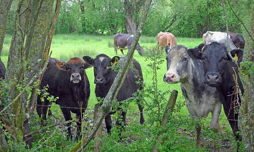 The Many Uses Of Cows - HubPages