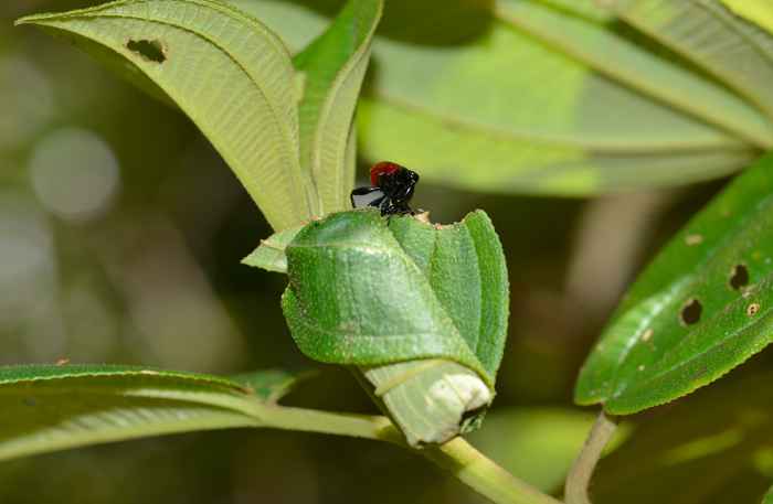 Interesting Facts About the Giraffe Weevil of Madagascar - HubPages
