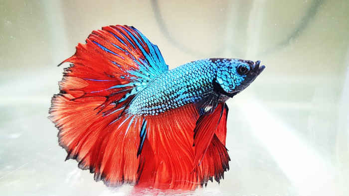 Should You Rescue Betta Fish From Stores? - HubPages
