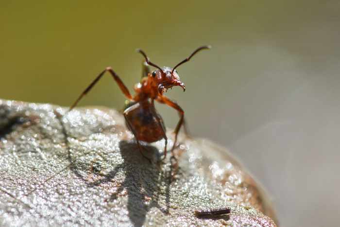 The Powerful Mandibles of Trap-Jaw Ants Capture Prey at Lightning Speed ...